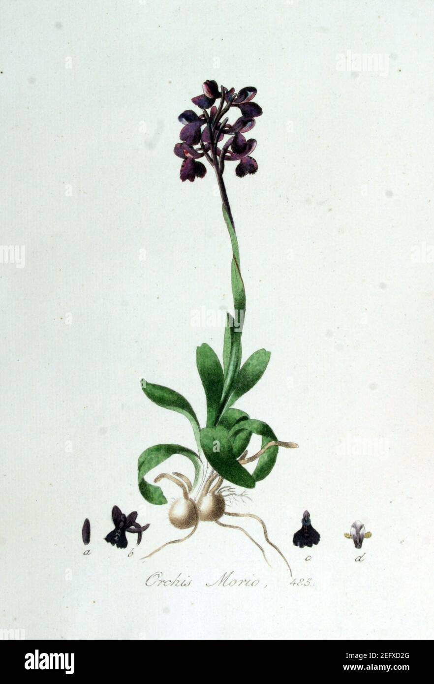 Orchis morio — Flora Batava — Volume v7 Stock Photo - Alamy