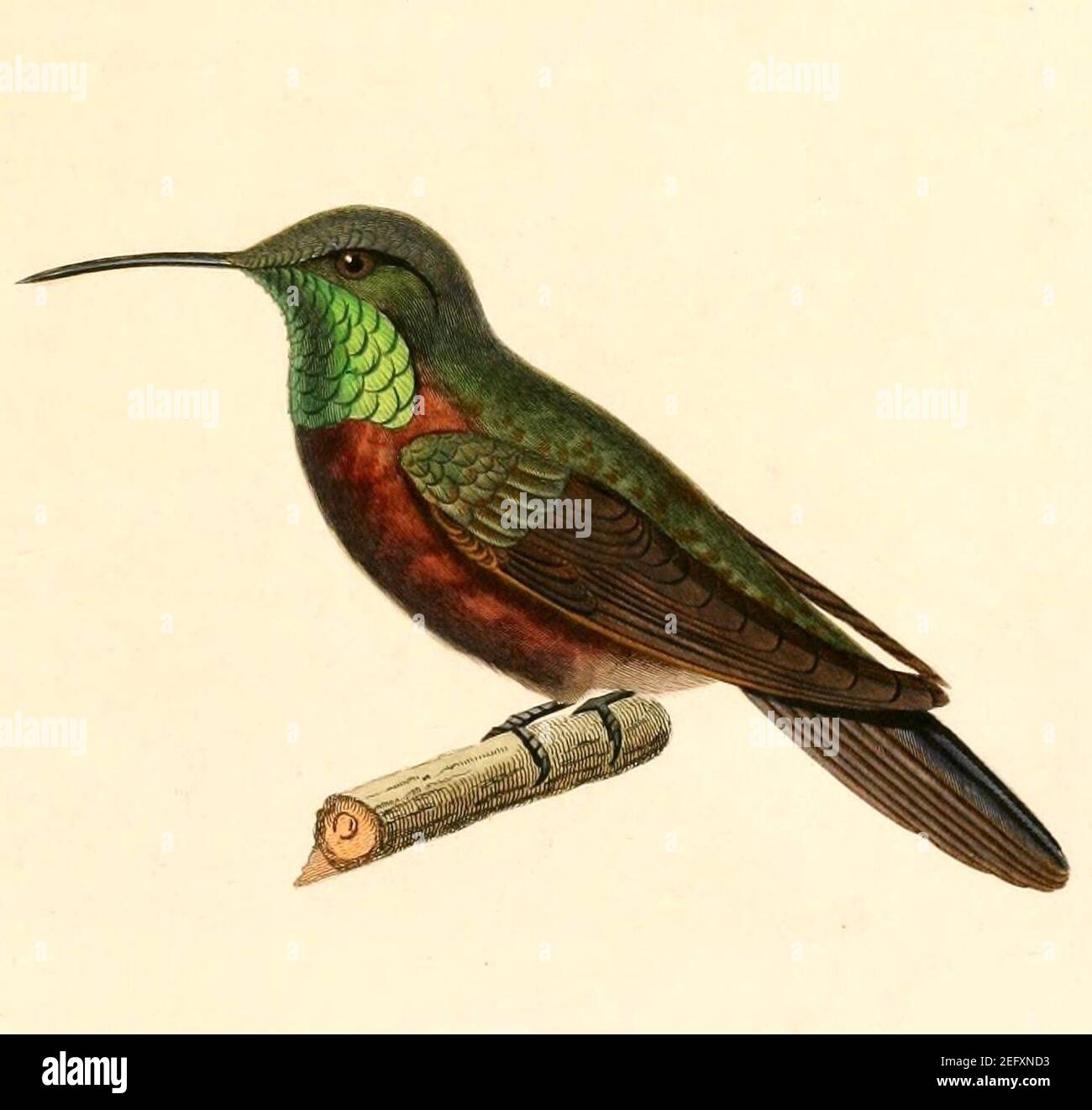 Oreotrochilus adela 1847 Stock Photo - Alamy