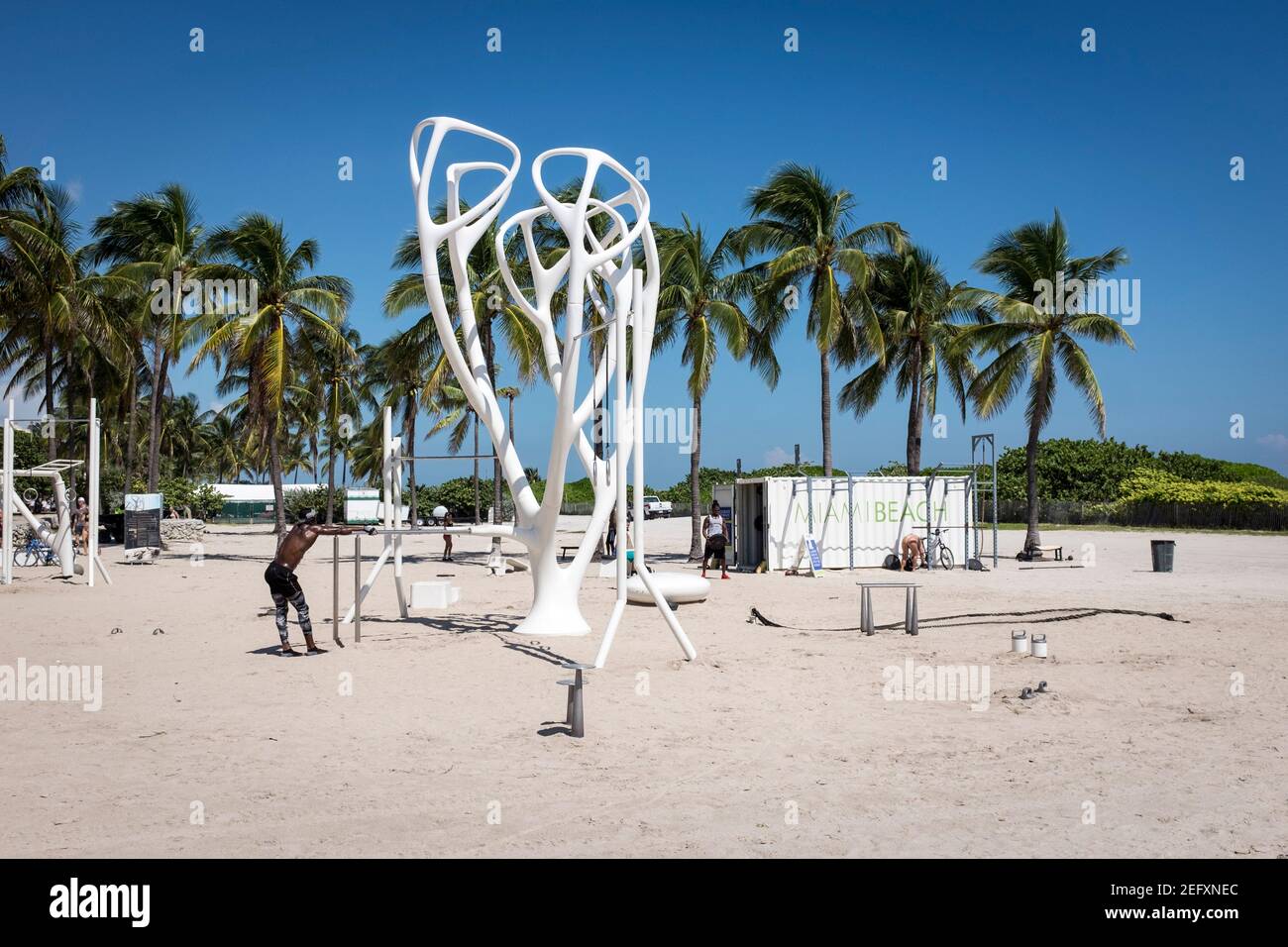 Muscle Beach Miami Florida Muscle Beach Miami Photo With Palm Trees In