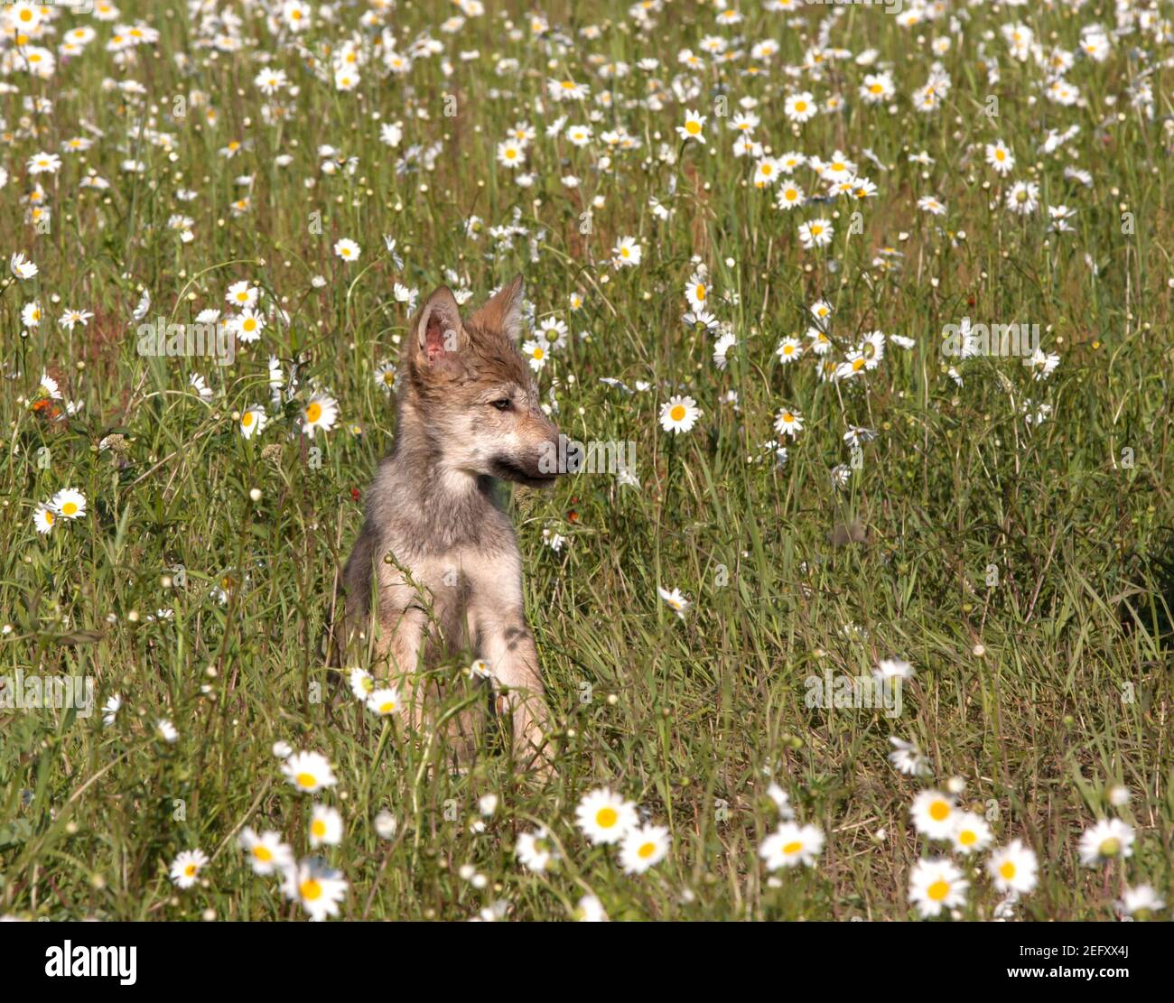 Wolf puppy hi-res stock photography and images - Alamy
