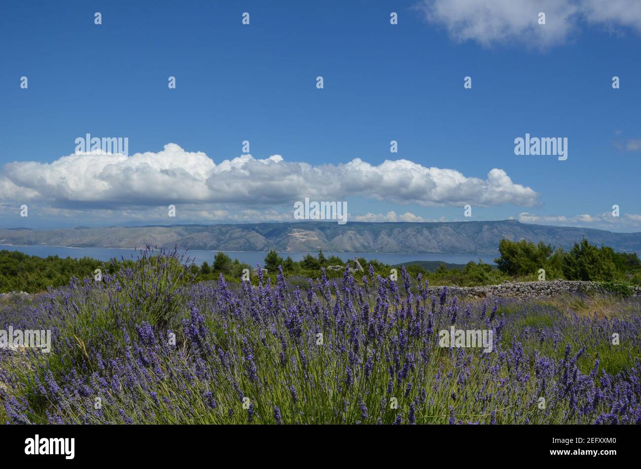 Beautiful landscape in Hvar, Croatia with lavender fields, greenery ...