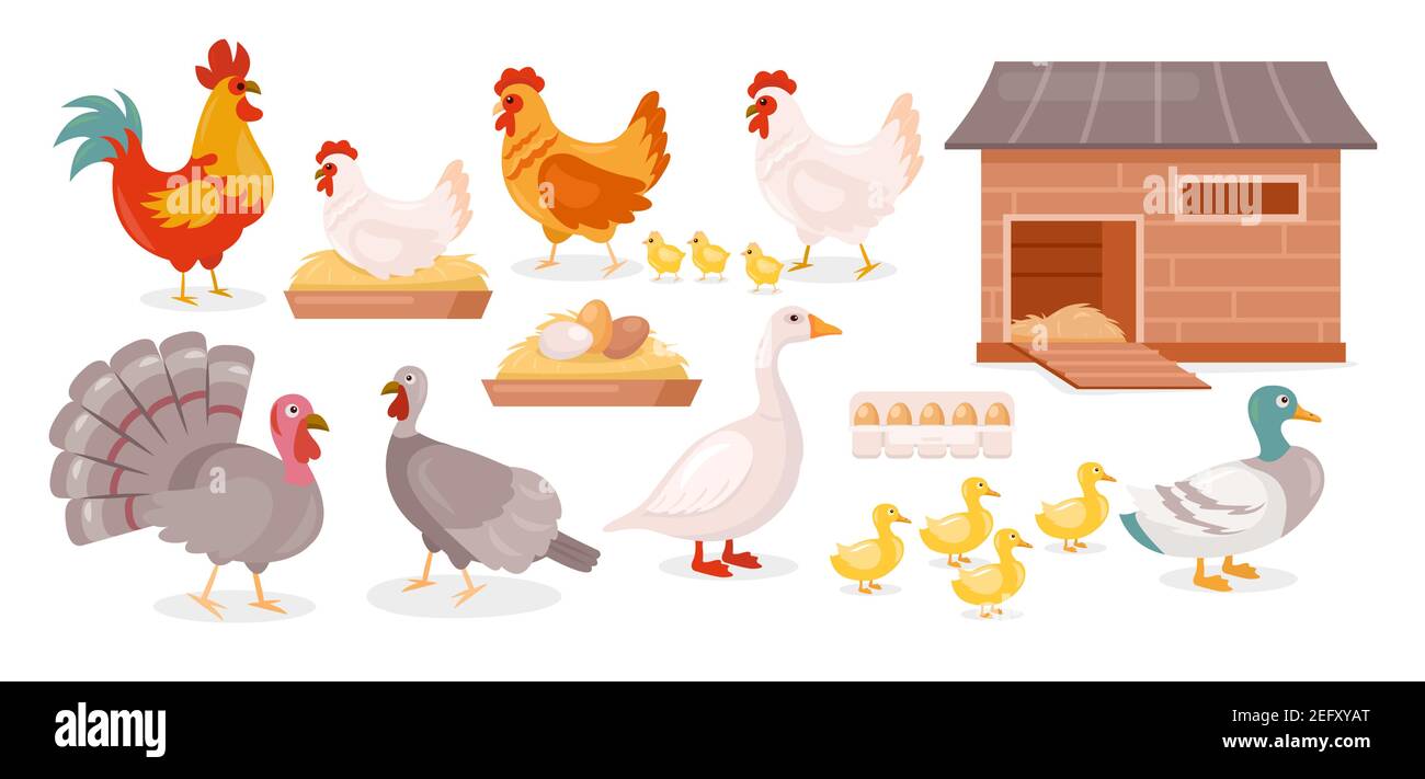 Chickens farm birds isolated set, goose, duck, hen and rooster walking with baby chickens Stock ...