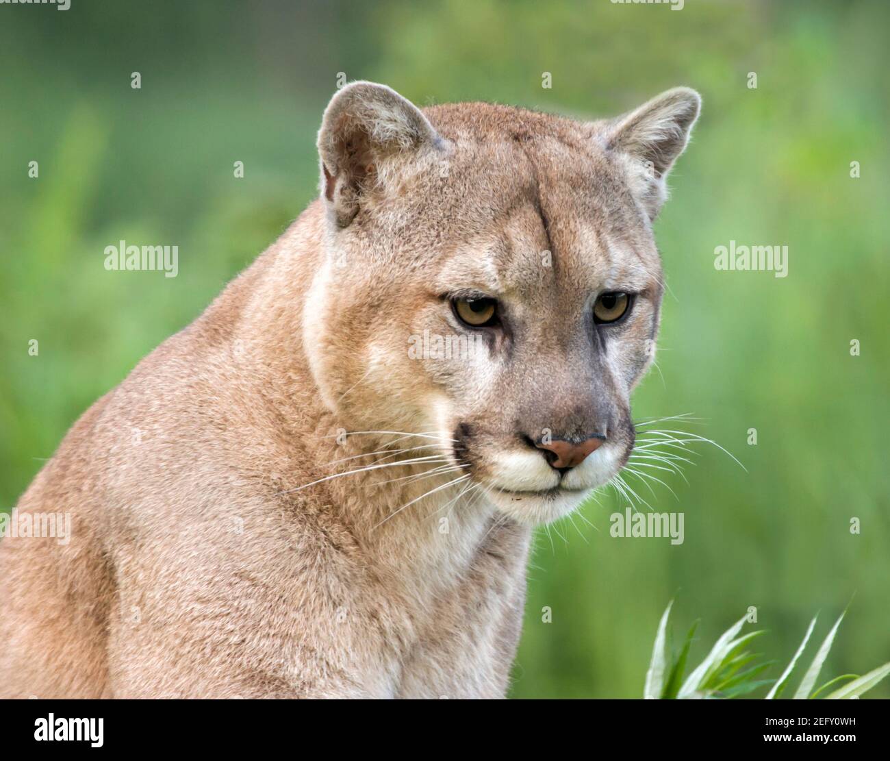 Cougar face hi-res stock photography and images - Alamy