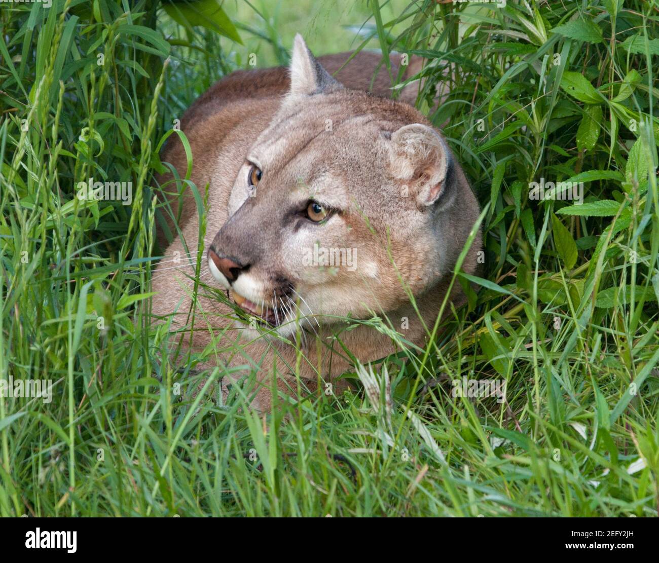 Cougar watching from his resting spot Stock Photo - Alamy