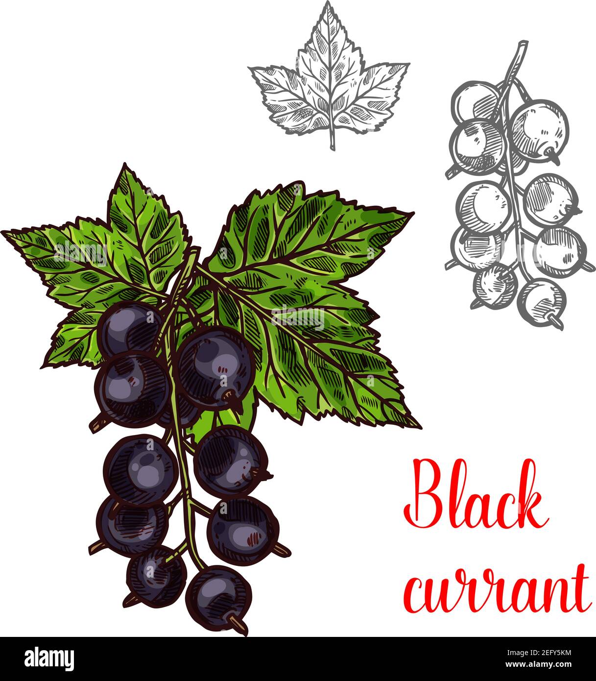 Black currant botanical illustration Stock Vector Images - Alamy