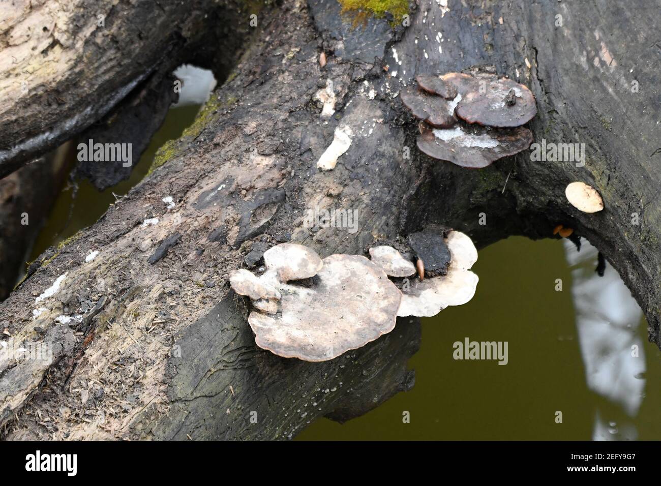 Large fungus on decaying tree trunk Stock Photo - Alamy