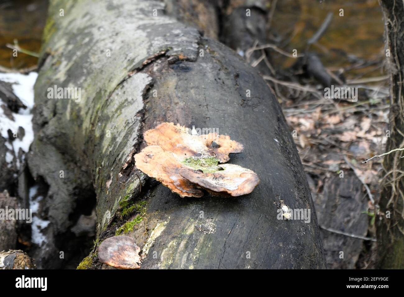 Large fungus on decaying tree trunk Stock Photo - Alamy