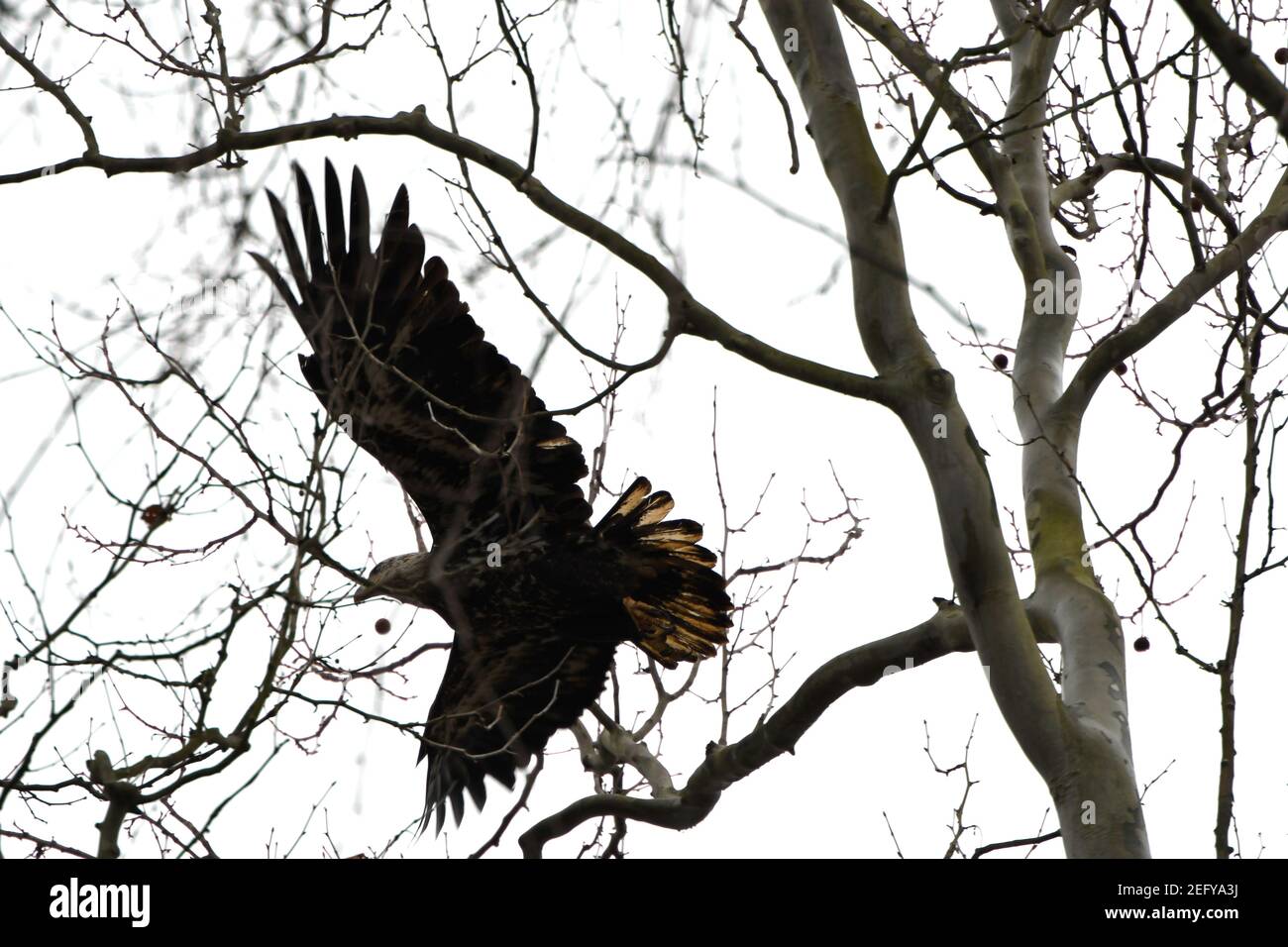 Eagle taking off from tree branch winter Stock Photo - Alamy