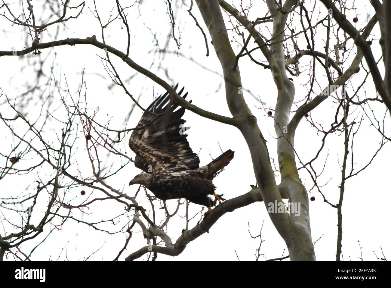 Bald eagle flying from tree hi-res stock photography and images - Alamy
