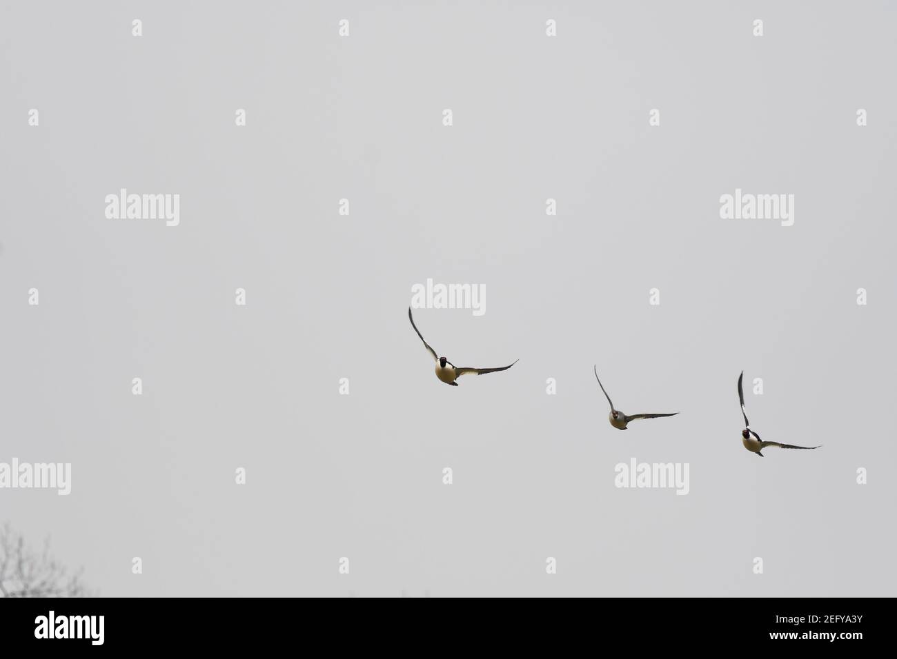 Three Common Merganser in flight Stock Photo - Alamy