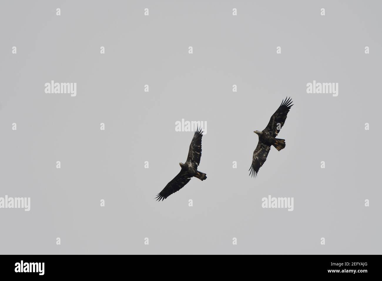 Chacing hi-res stock photography and images - Alamy