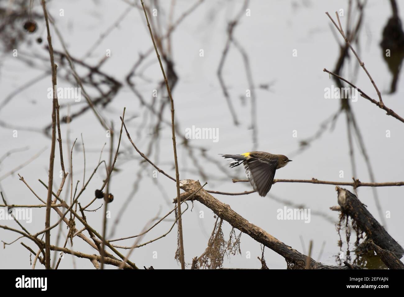Yellow warbler in flight hi-res stock photography and images - Alamy