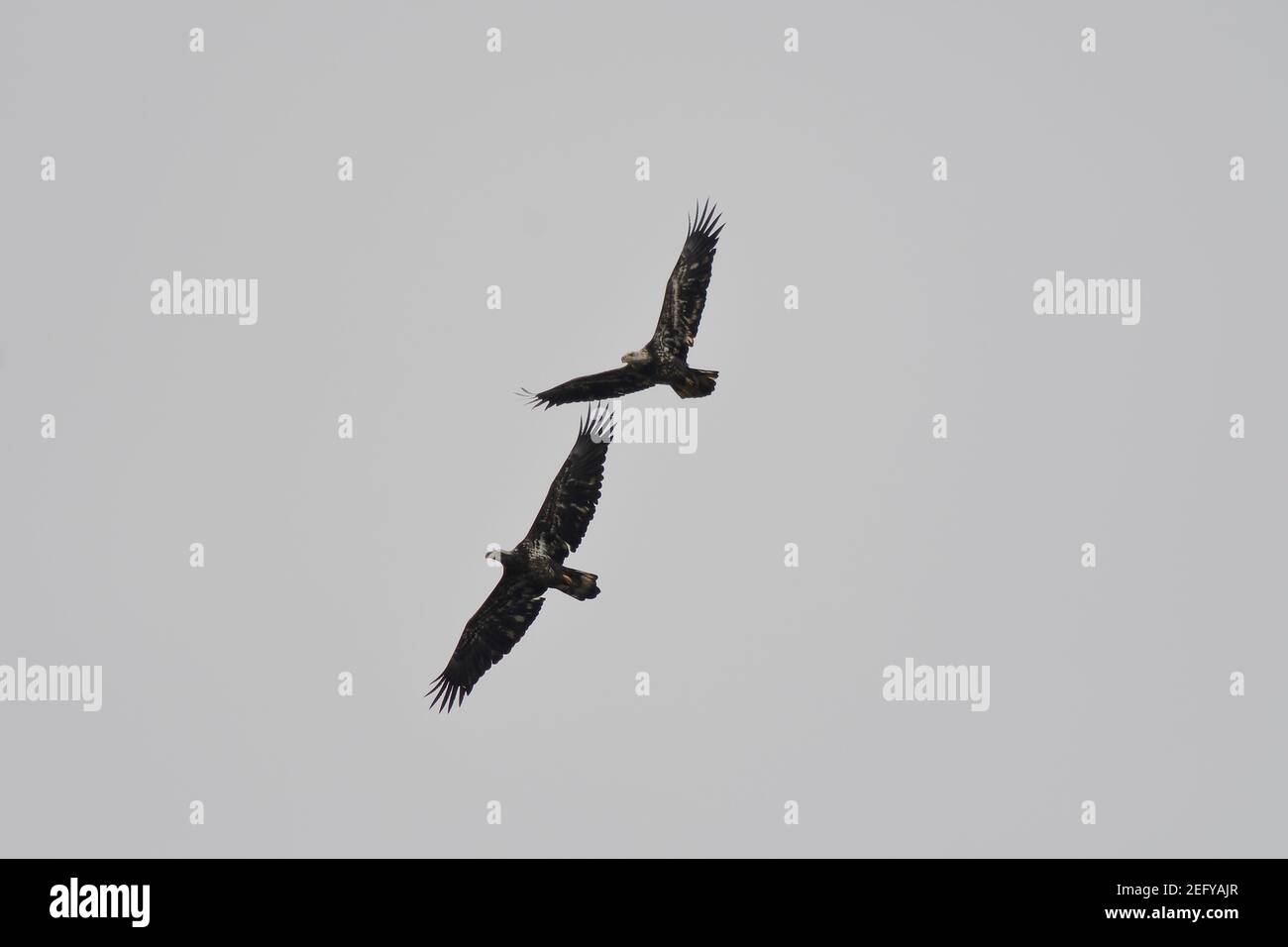 Chacing hi-res stock photography and images - Alamy