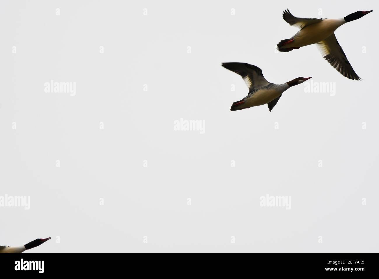 Two Common Merganser in flight Stock Photo - Alamy
