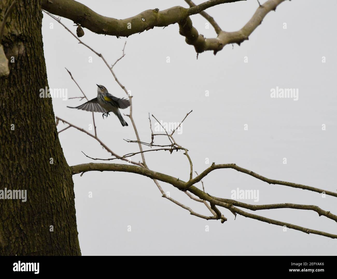 Yellow warbler in flight hi-res stock photography and images - Alamy