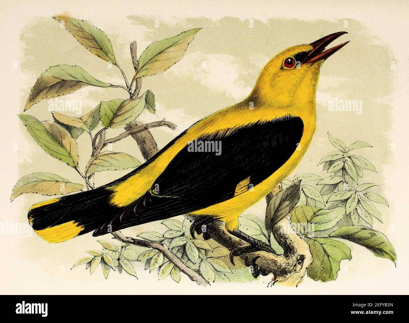 Oriolus oriolus 1873 Stock Photo - Alamy