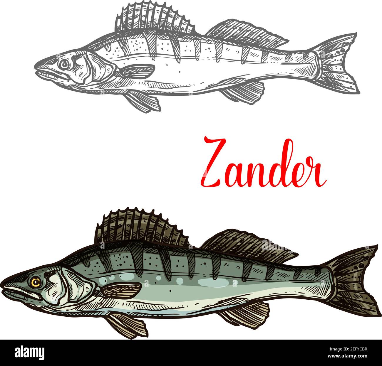 Zander Fish