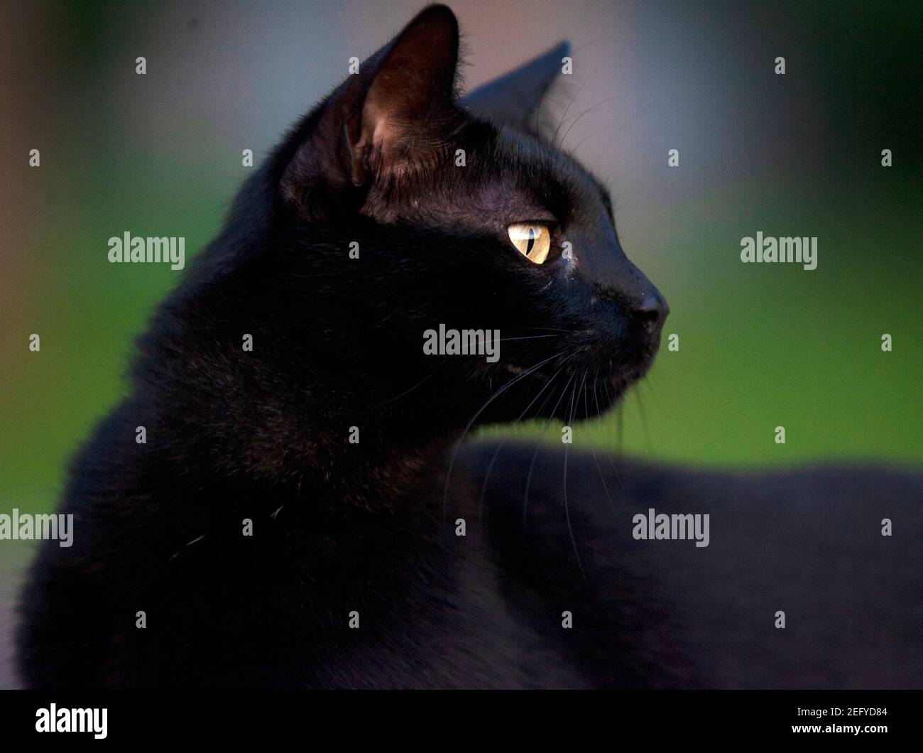 Black Cat on alert Stock Photo - Alamy