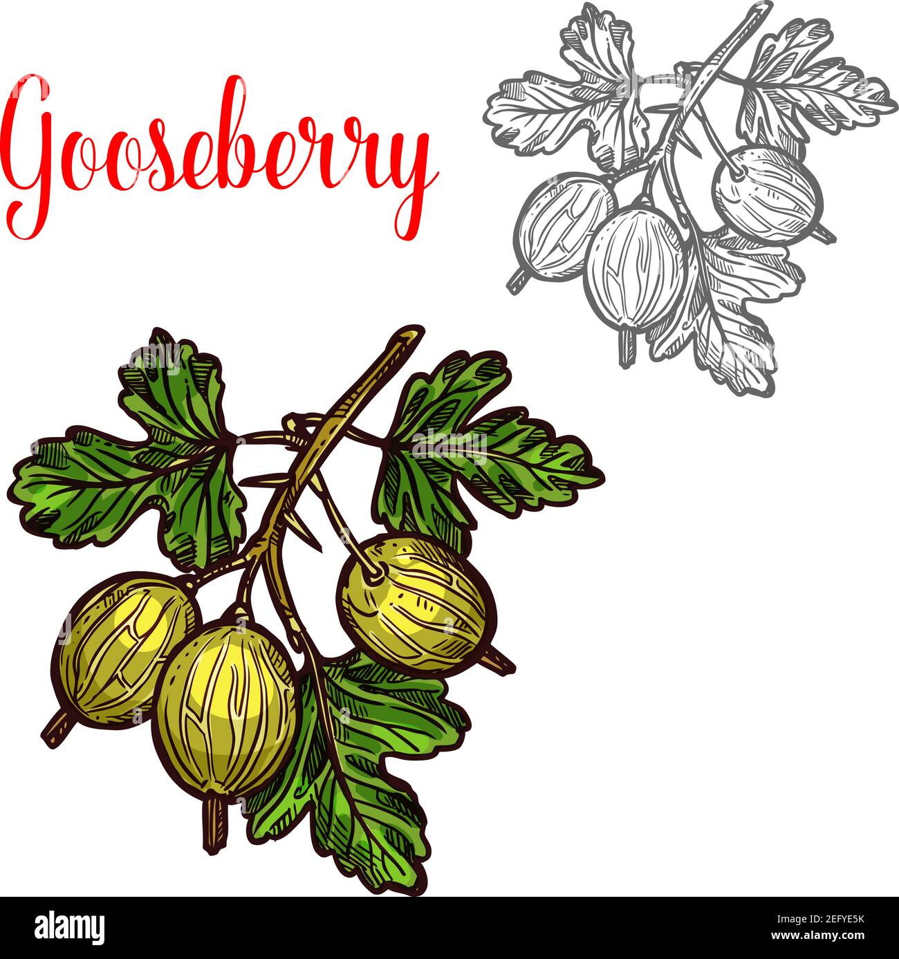 Gooseberry botanical illustration Stock Vector Images - Alamy