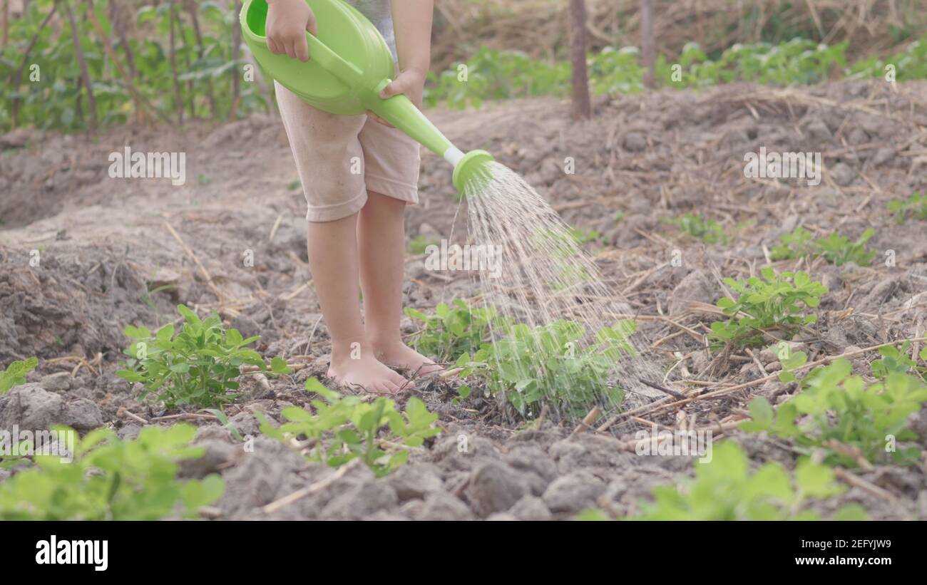 Asian little child boy preschool growing to learn watering the plant ...