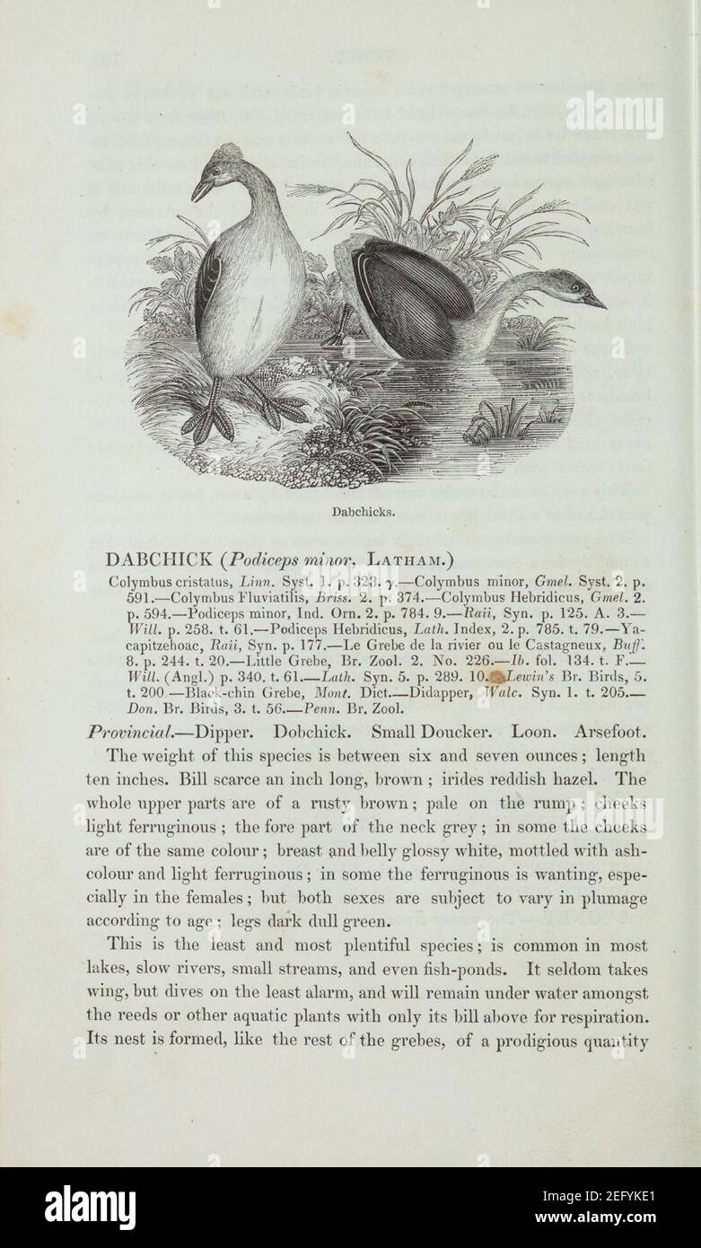 Ornithological dictionary of British birds (Page 126 Stock Photo - Alamy