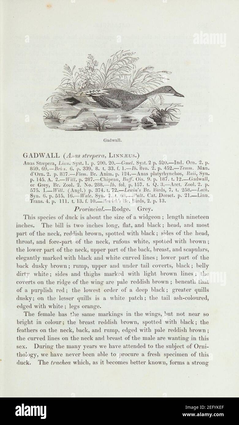 Ornithological dictionary of British birds (Page 187 Stock Photo - Alamy
