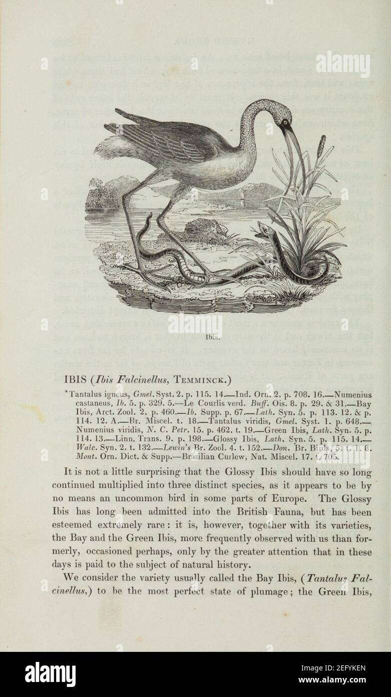 Ornithological dictionary of British birds (Page 264 Stock Photo - Alamy