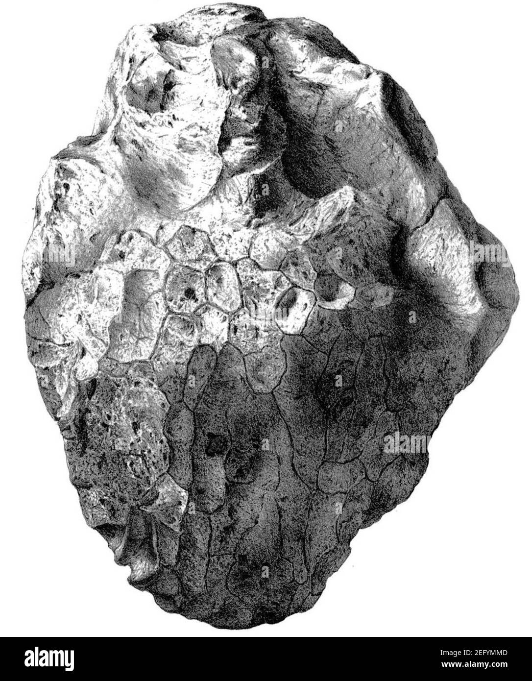 Ornithopsis hi-res stock photography and images - Alamy