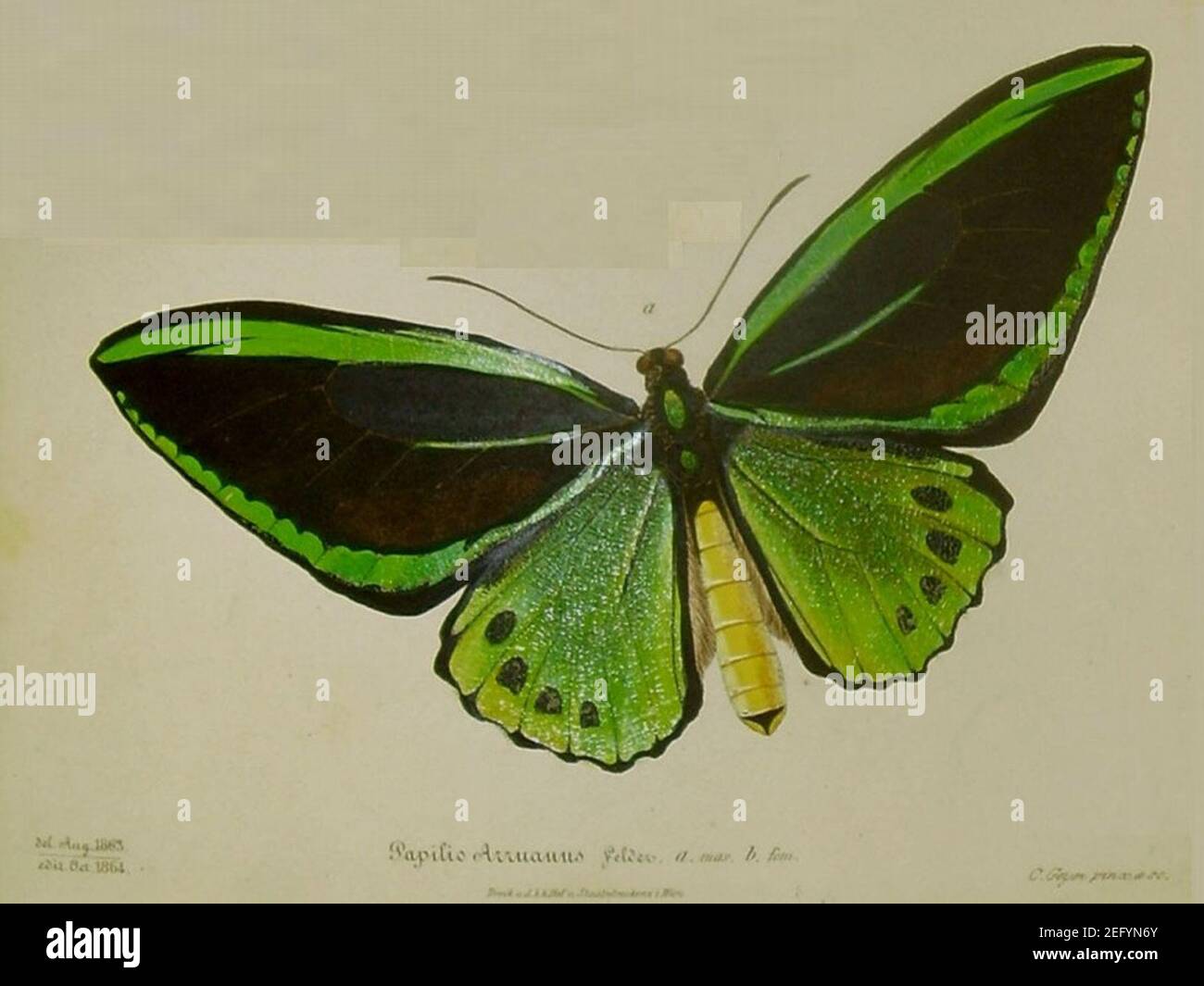 Ornithoptera priamus arruana Stock Photo - Alamy