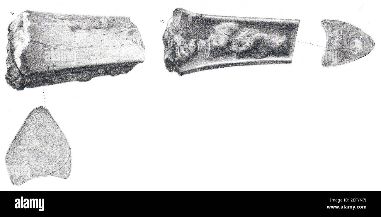 Sedgwicki hi-res stock photography and images - Alamy