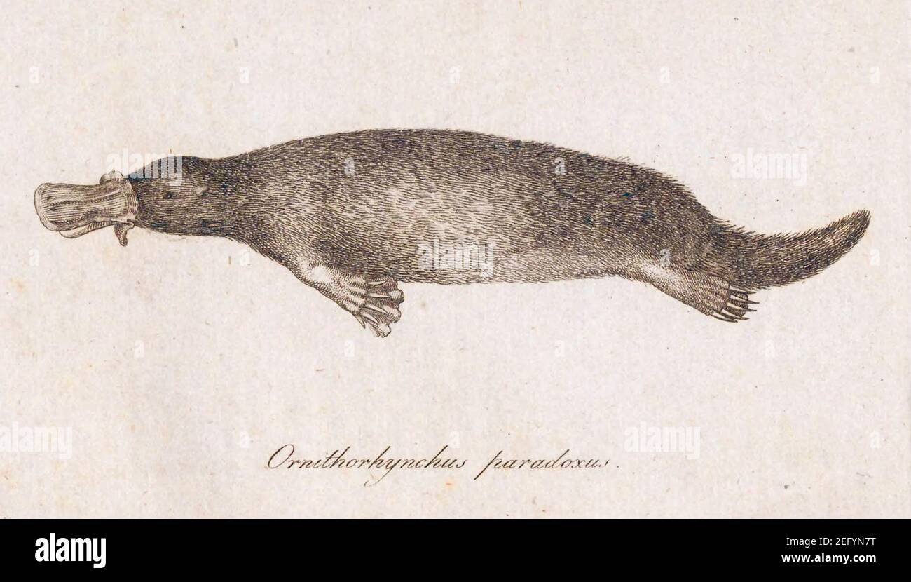 Ornithorhyncus hi-res stock photography and images - Alamy