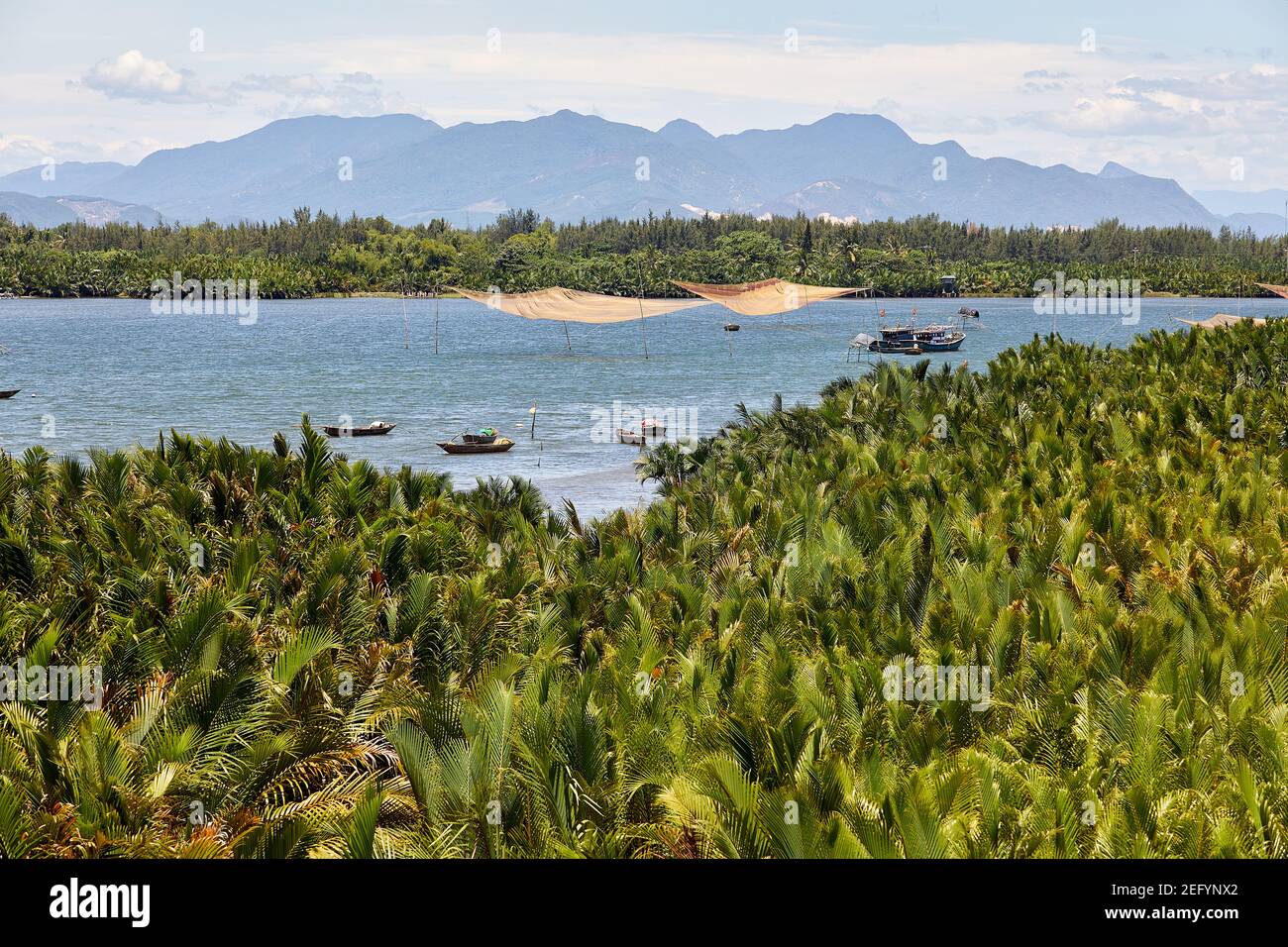Nipa Palms High Resolution Stock Photography and Images - Alamy