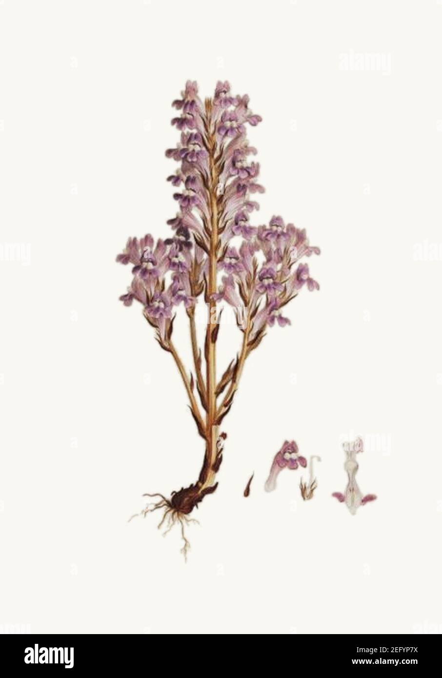 Orobanche ramosa (orobanche ramosa) hi-res stock photography and images ...