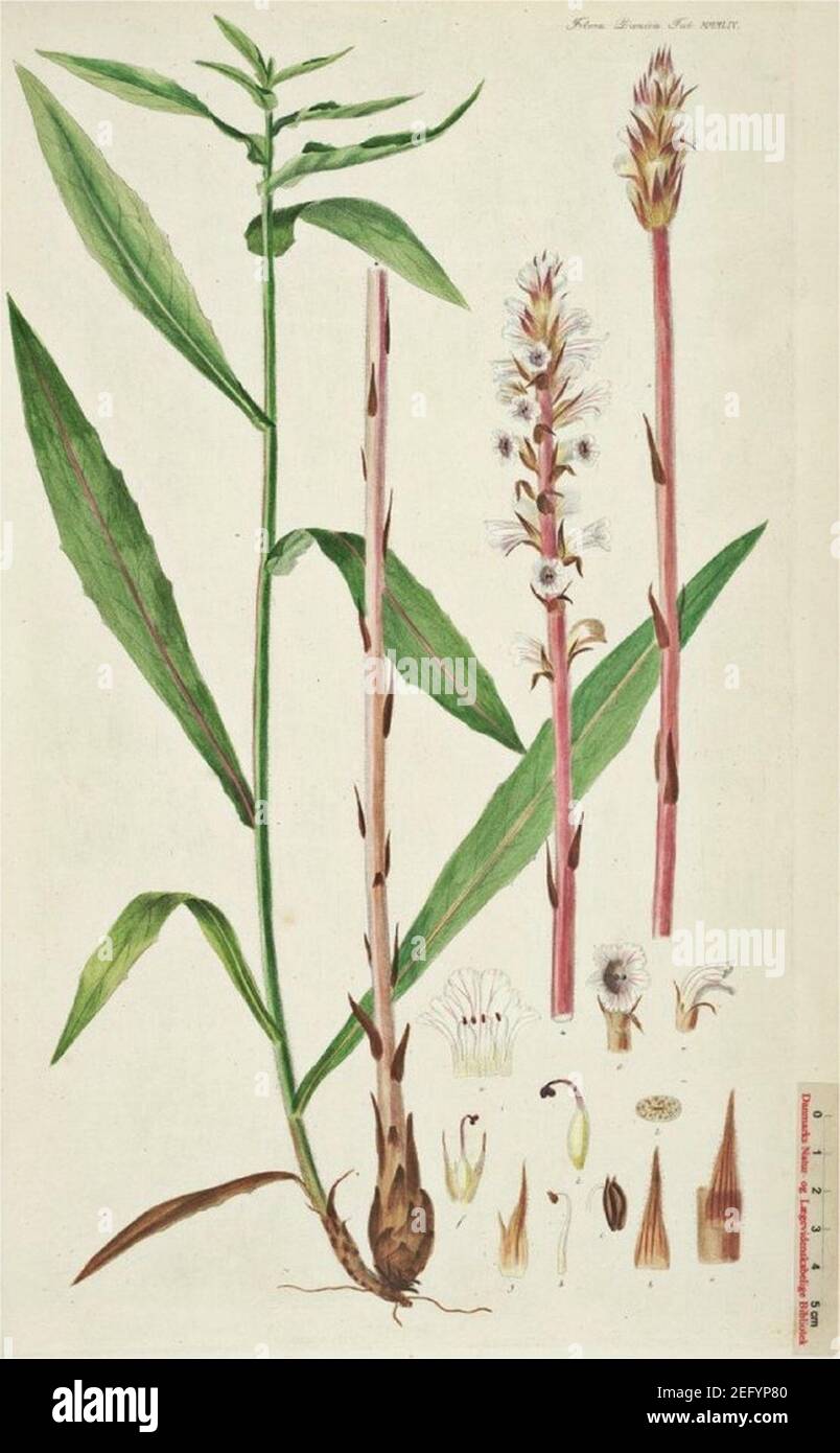 Orobanche picridis illustration (01 Stock Photo - Alamy