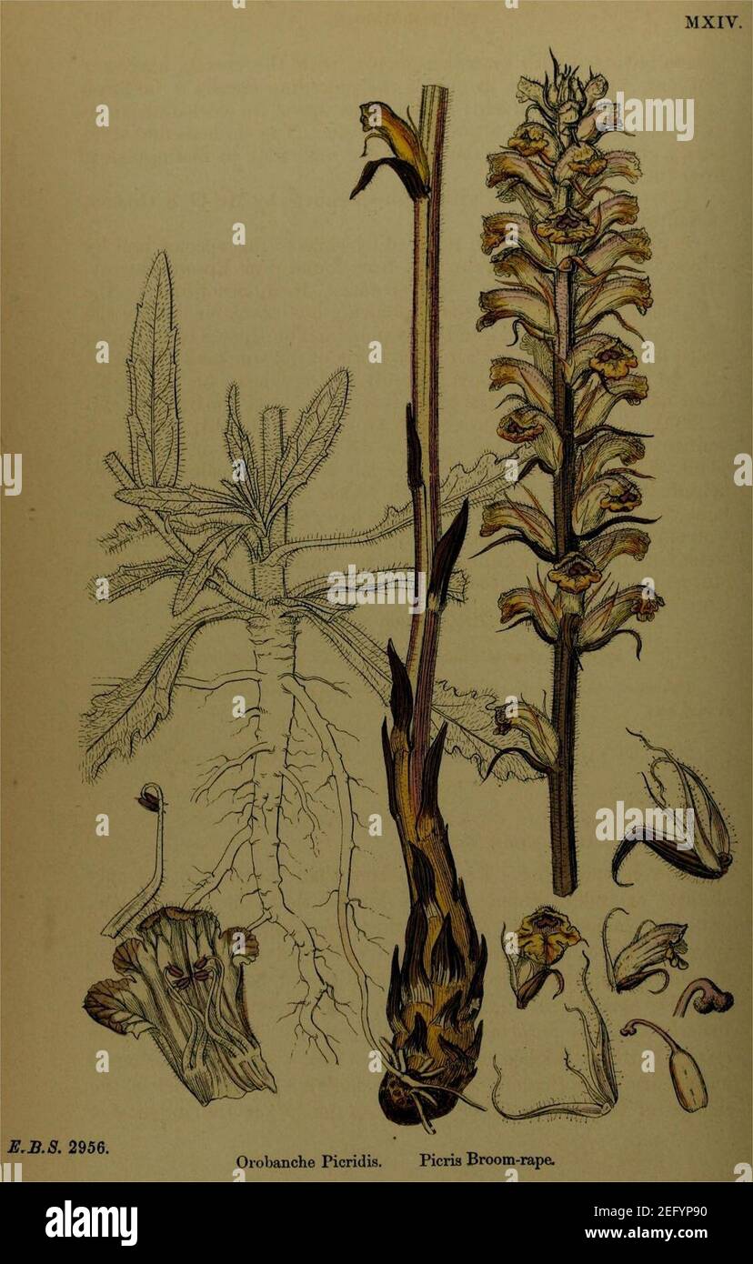 Orobanche picridis illustration (02 Stock Photo - Alamy