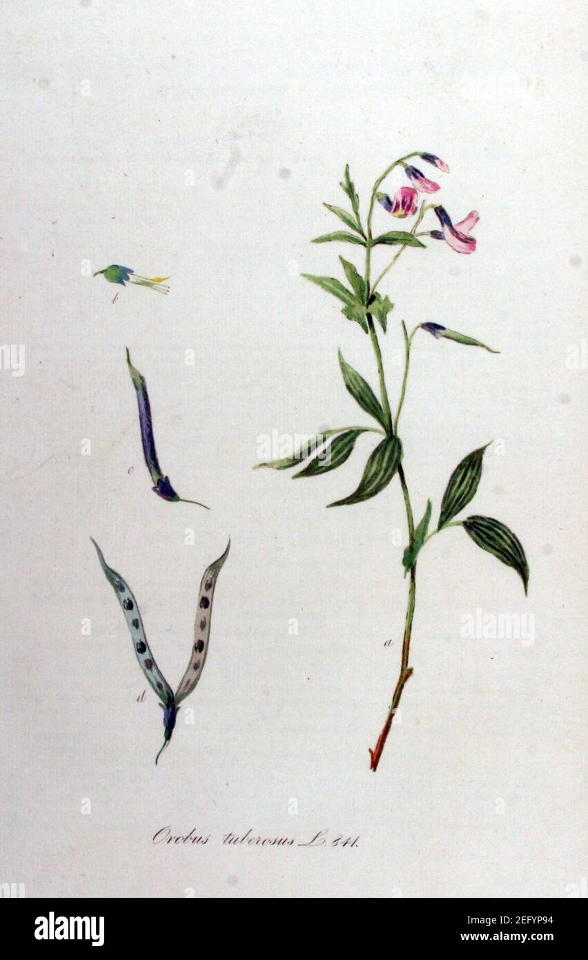 Orobus tenuifolius — Flora Batava — Volume v11 Stock Photo - Alamy