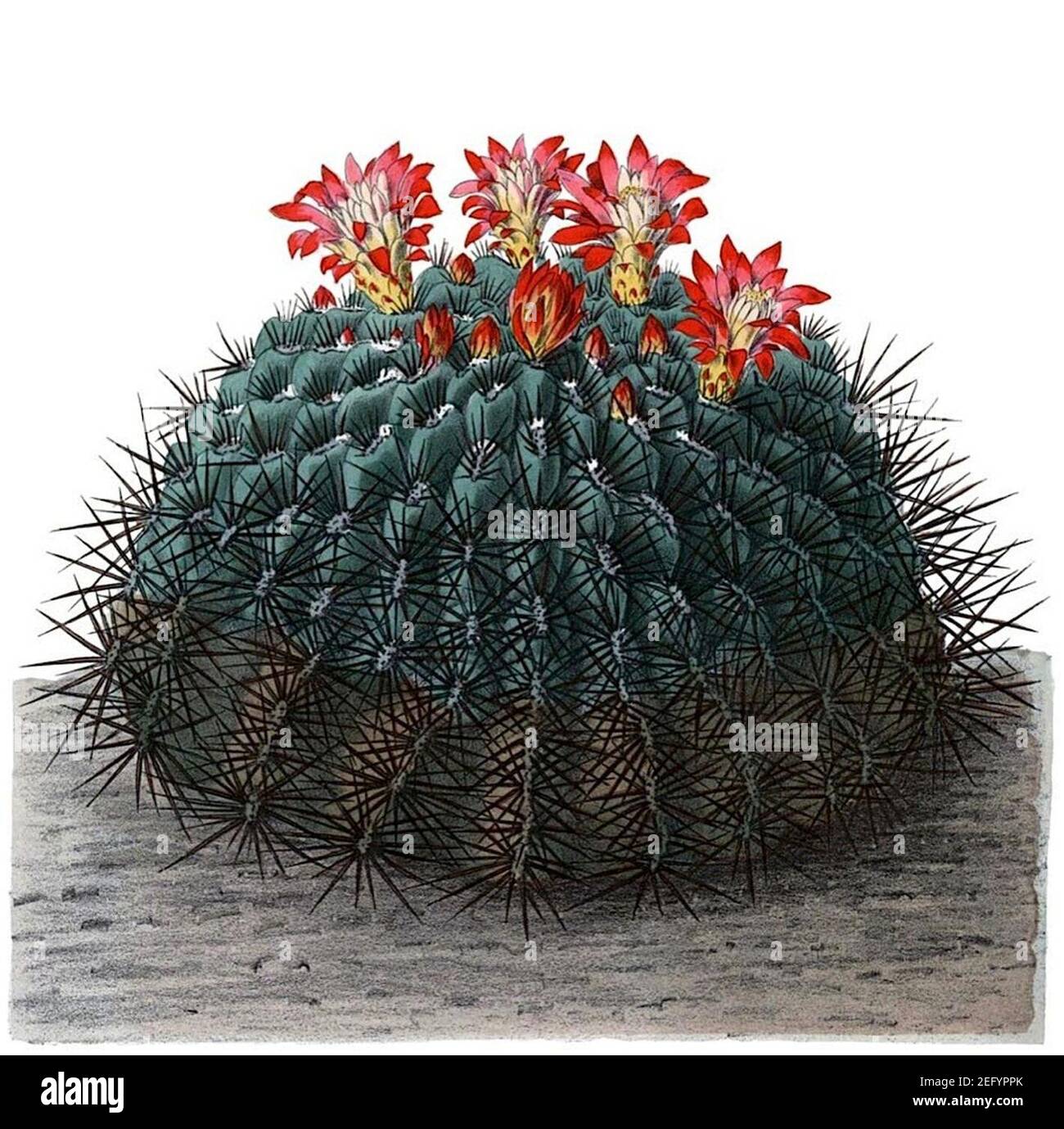 Oroya Cut Out Stock Images & Pictures - Alamy