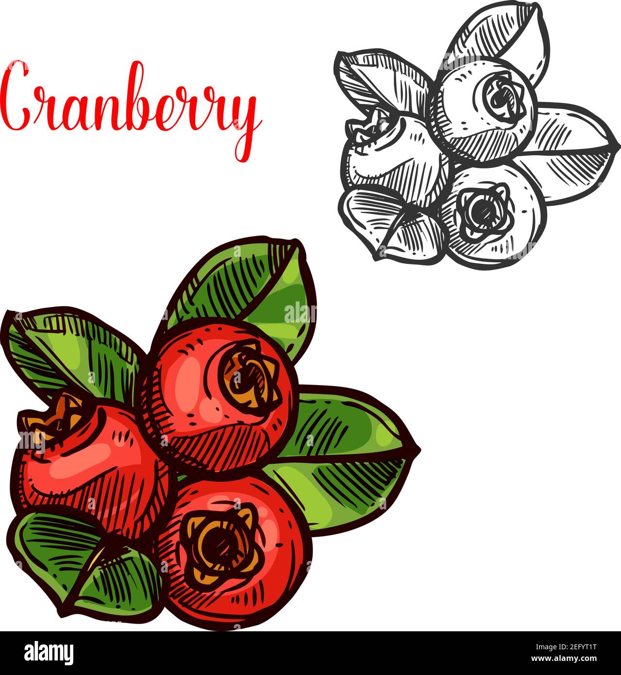Harvest of cranberries Stock Vector Images - Alamy