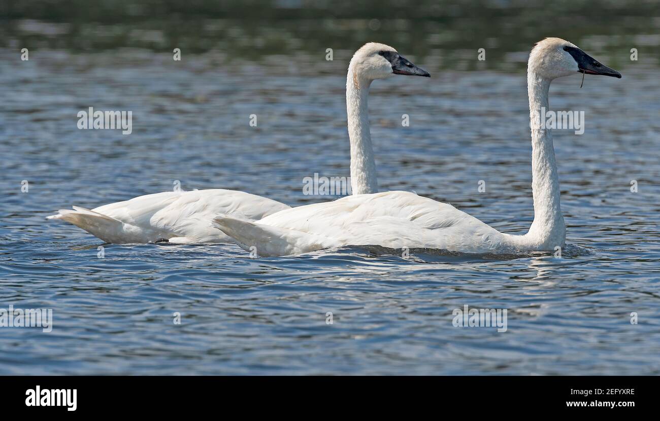 Mating swans hi-res stock photography and images - Alamy