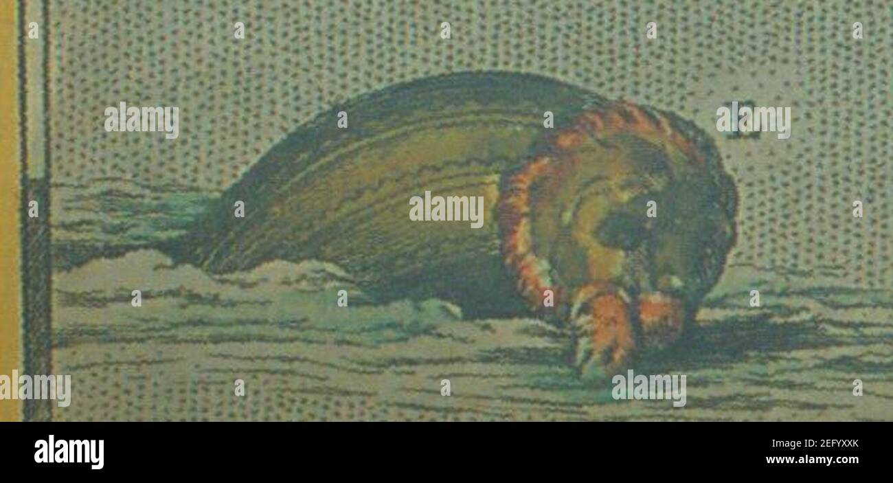 Ziphius hi-res stock photography and images - Alamy