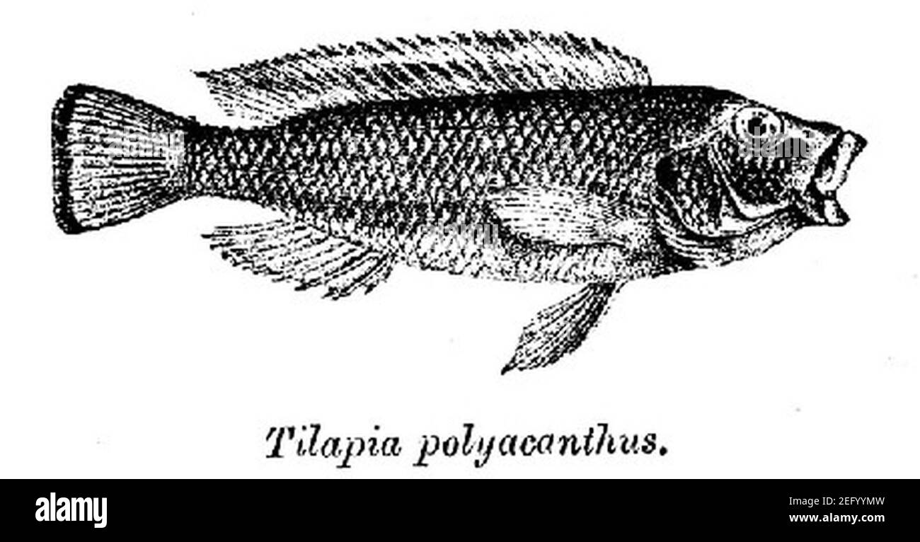 Polyacanthus hi-res stock photography and images - Alamy