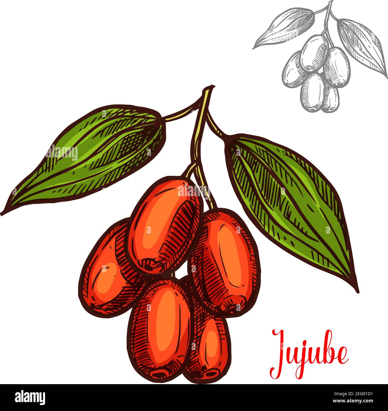 Jujube leaf Stock Vector Images - Alamy