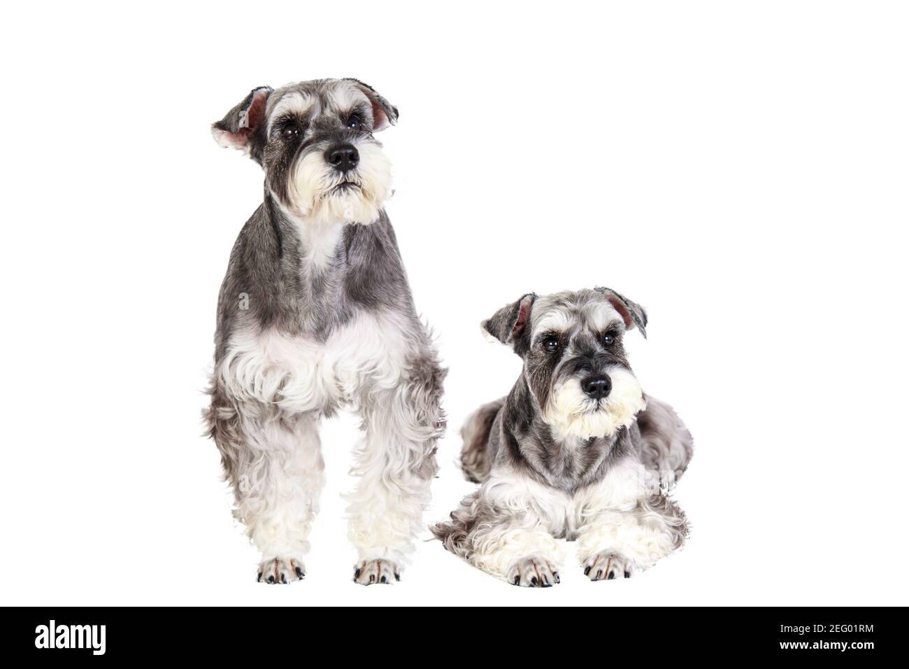 The Happy, cute, funny dog Schnauzer isolated on white background Stock ...