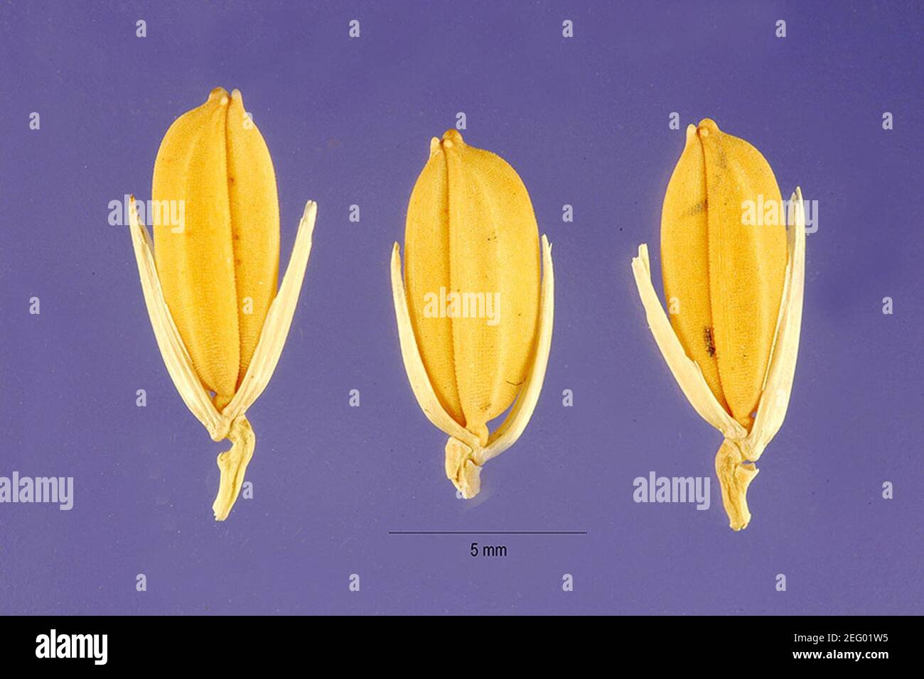 Oryza glaberrima seeds Stock Photo - Alamy