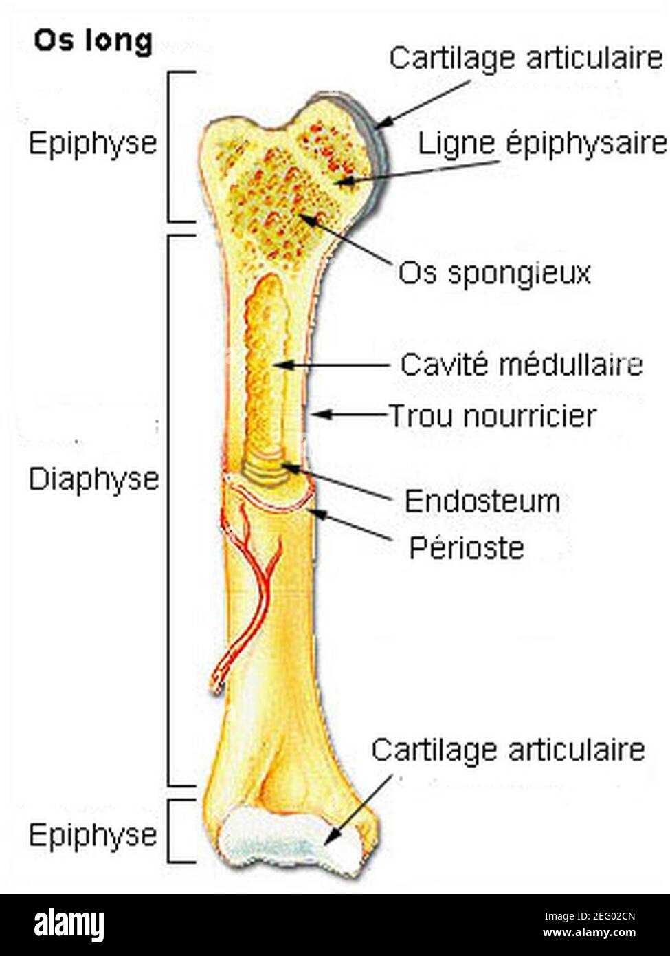 Os long 1 Stock Photo - Alamy
