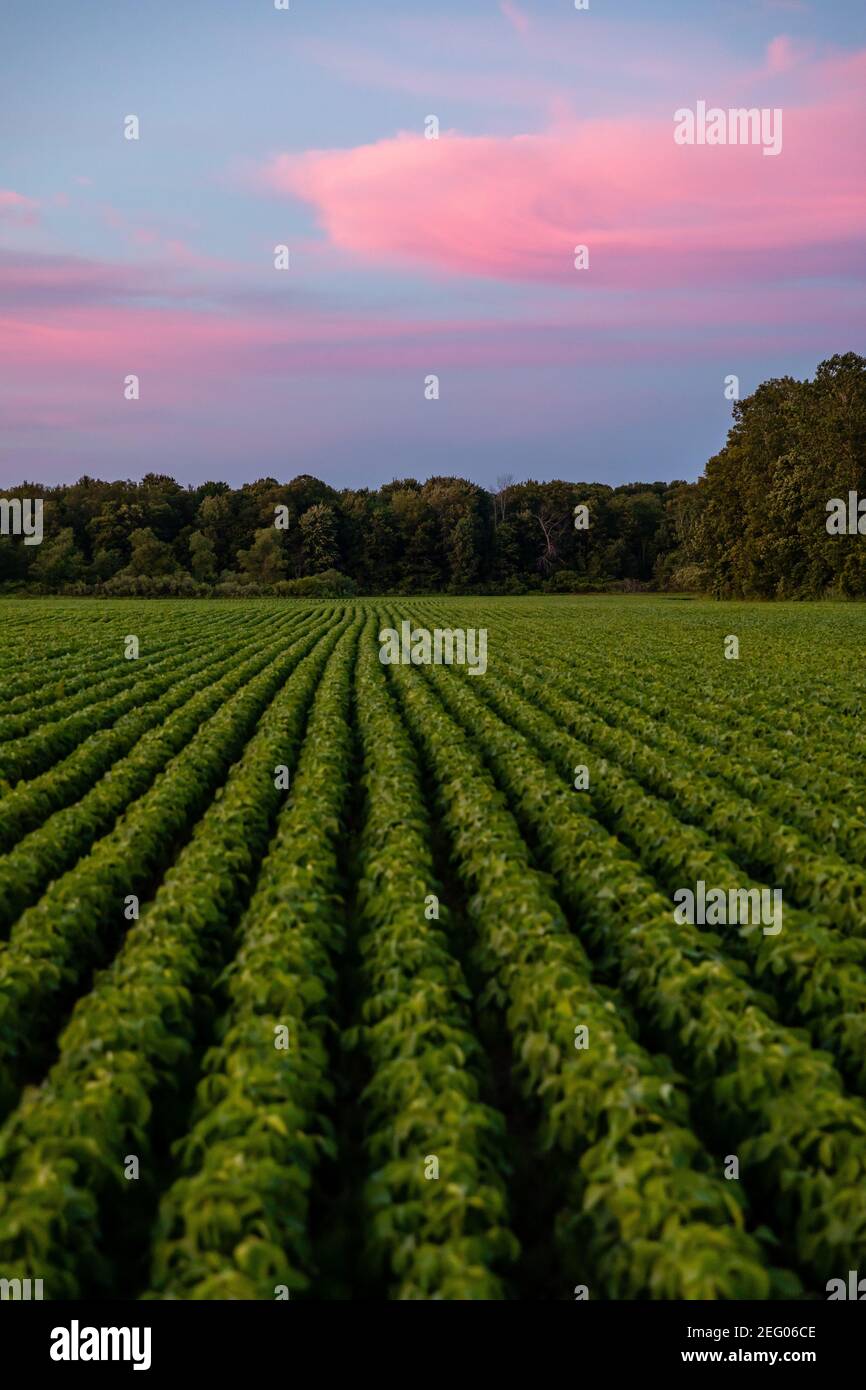 Bean field sunset 2 Stock Photo - Alamy