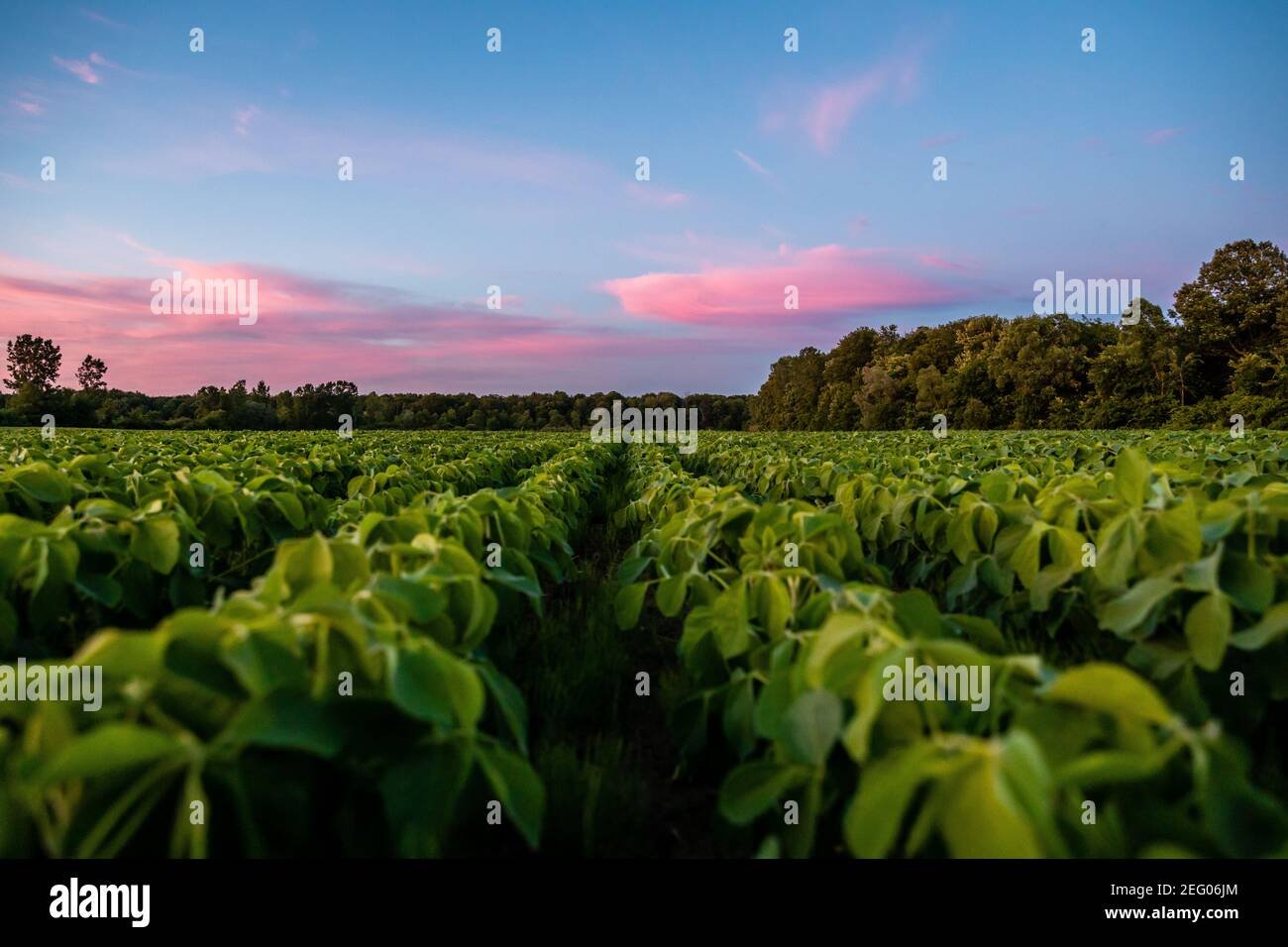 Corn rows beans hi-res stock photography and images - Alamy