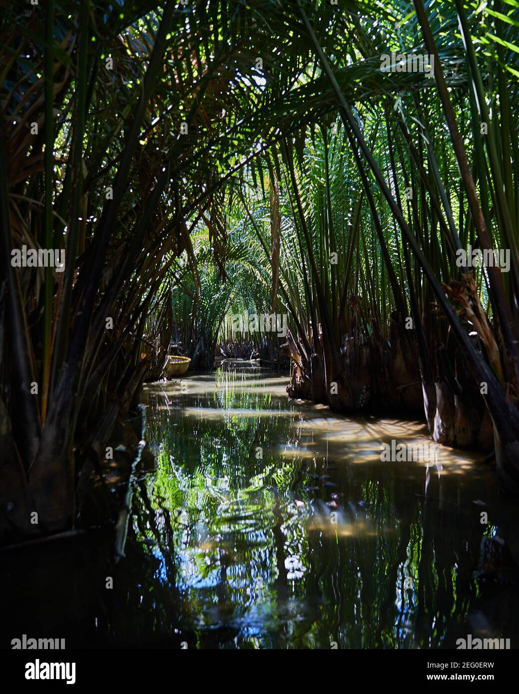 Inside the nipa palm, or water coconut, groves at the estuary of the ...