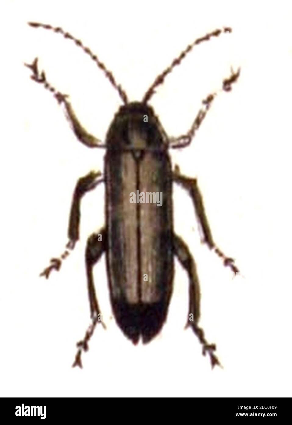 Osphya bipunctata hi-res stock photography and images - Alamy