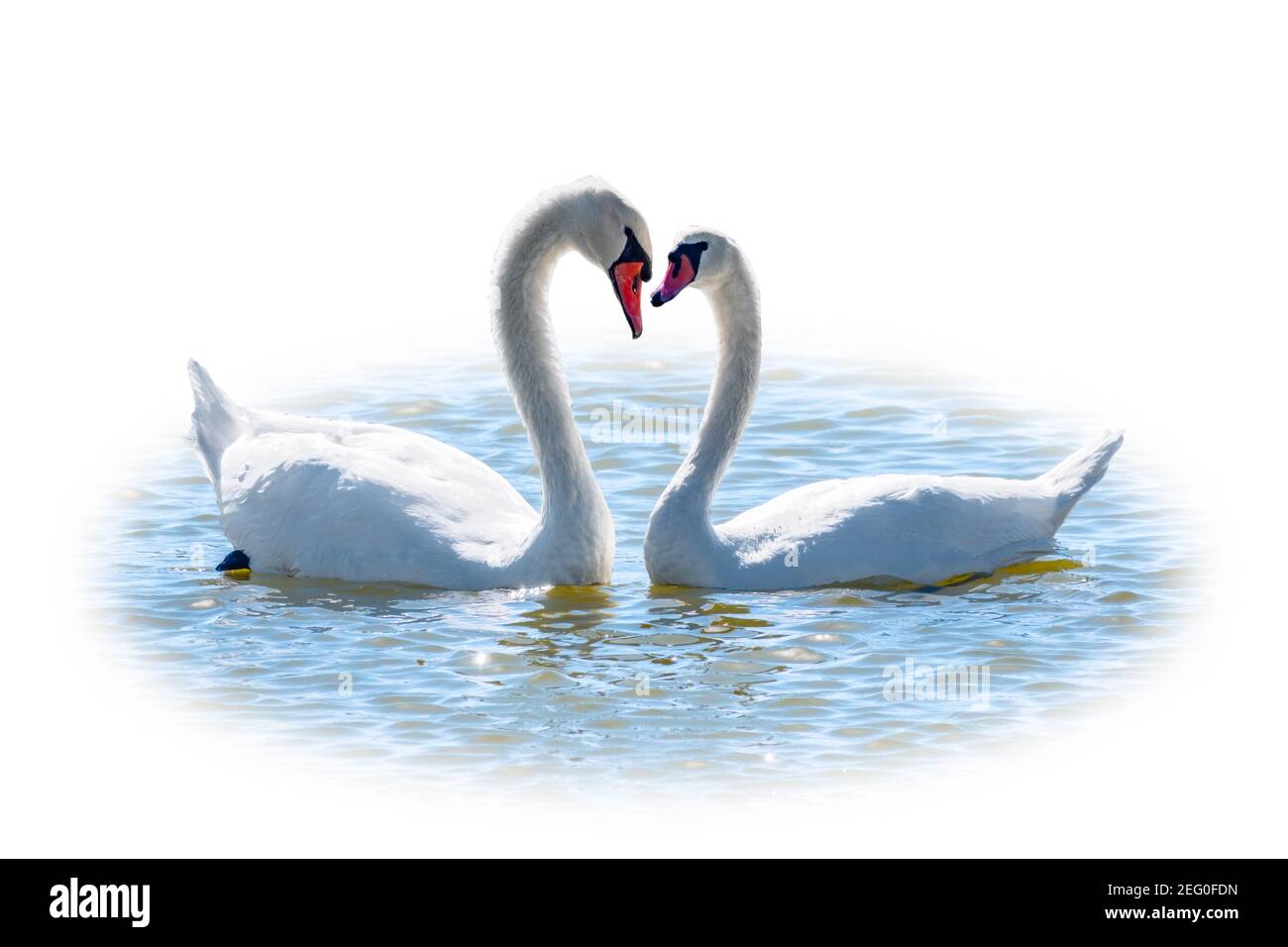 Two mating swans Cut Out Stock Images & Pictures - Alamy